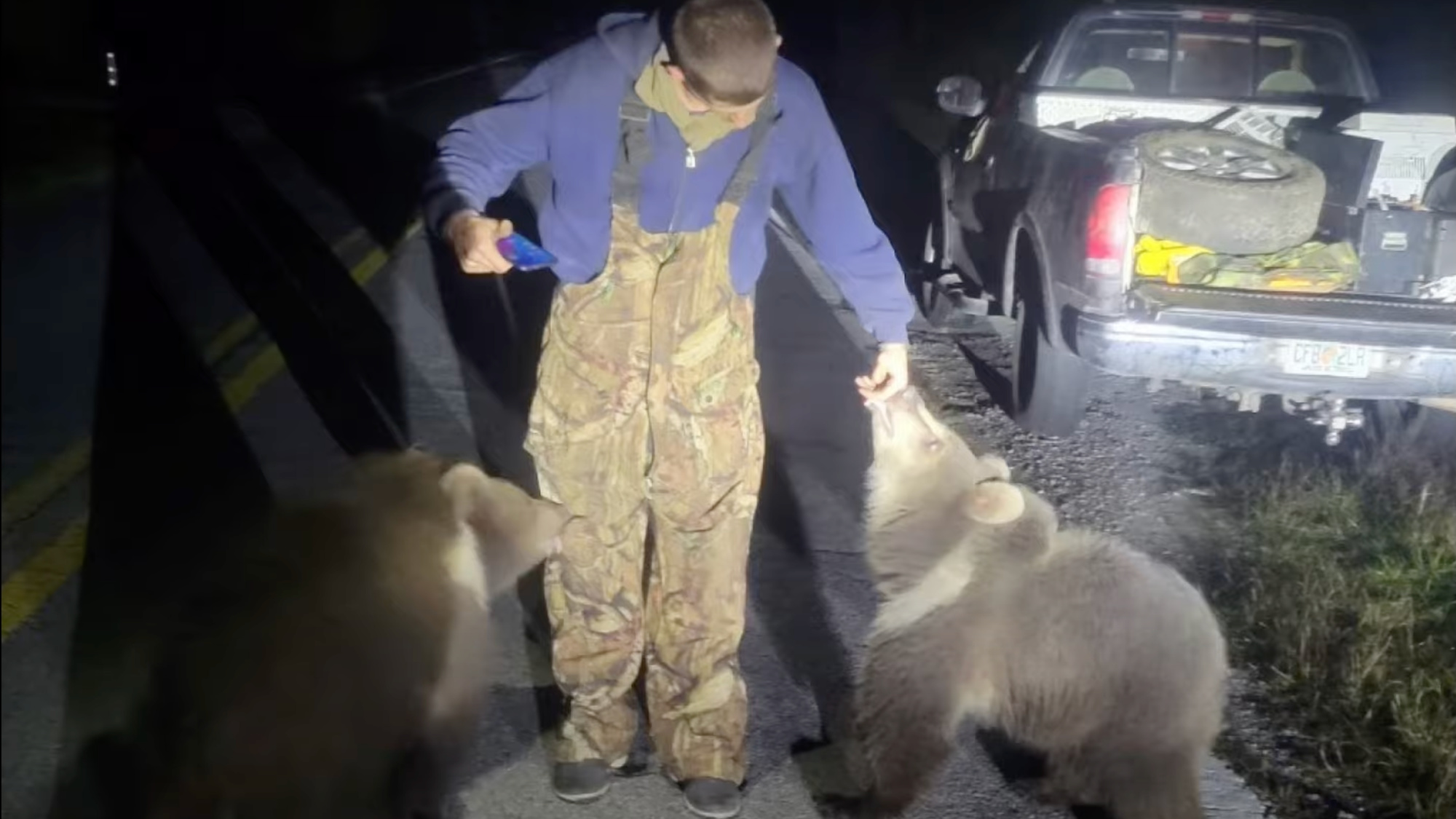 Watch: Kodiak Bear Cubs Found on Florida Road, 3,614 Miles from Home
