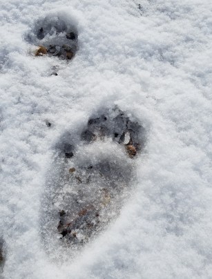 Identifying Animal Tracks — A Complete Guide