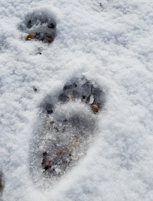 Identifying Animal Tracks — A Complete Guide