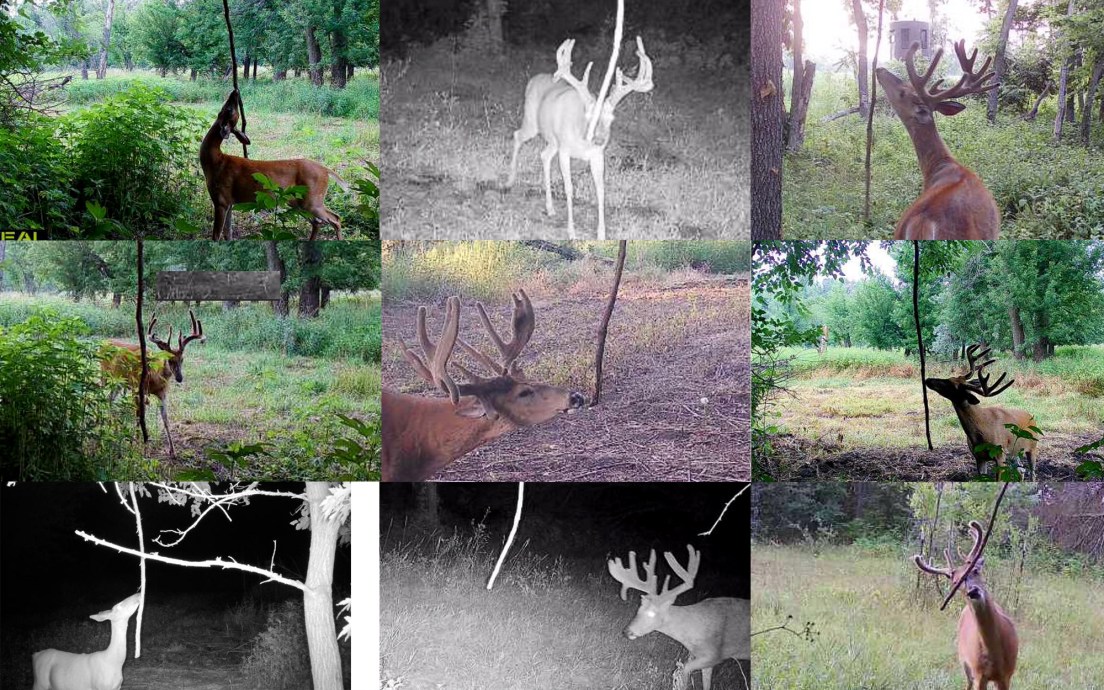 The Truth About Rope Scrapes, an Effective Whitetail Tactic