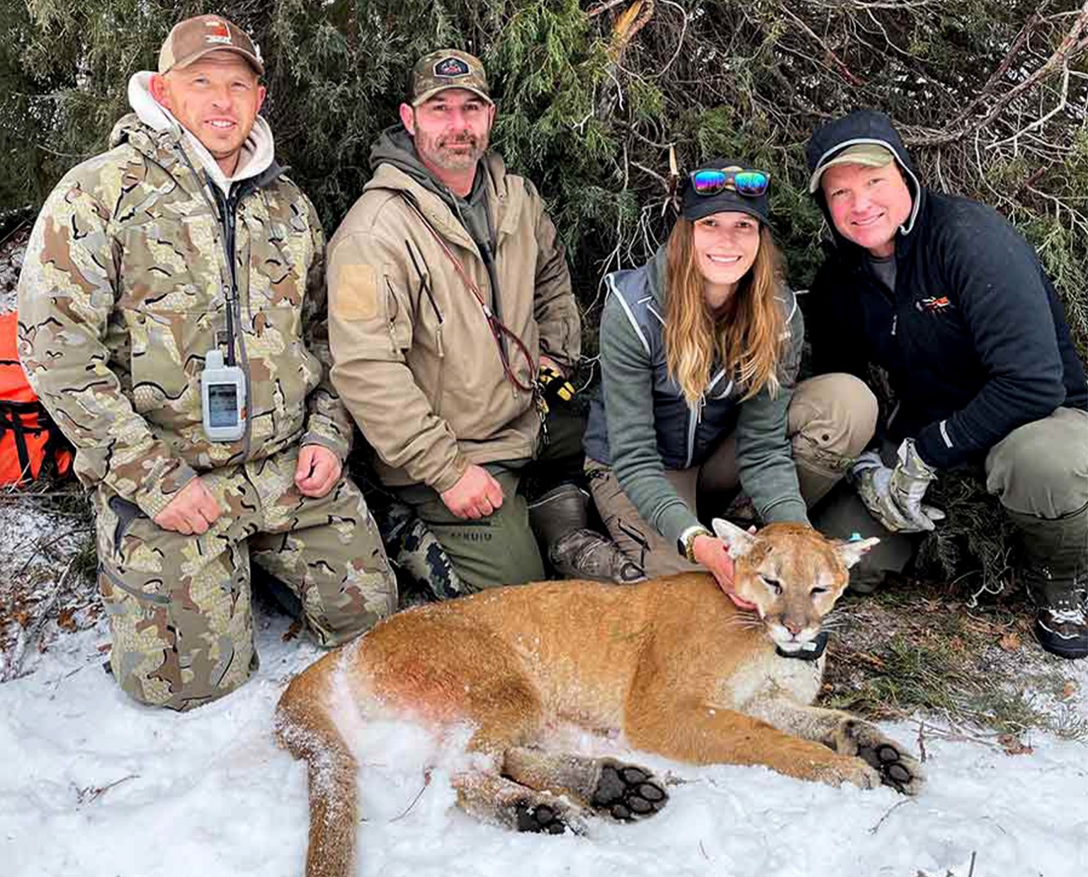 Video Shows Utah Cougar's 1,000-Mile Journey to Colorado, Where It's ...