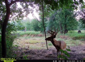 The Truth About Rope Scrapes, an Effective Whitetail Tactic
