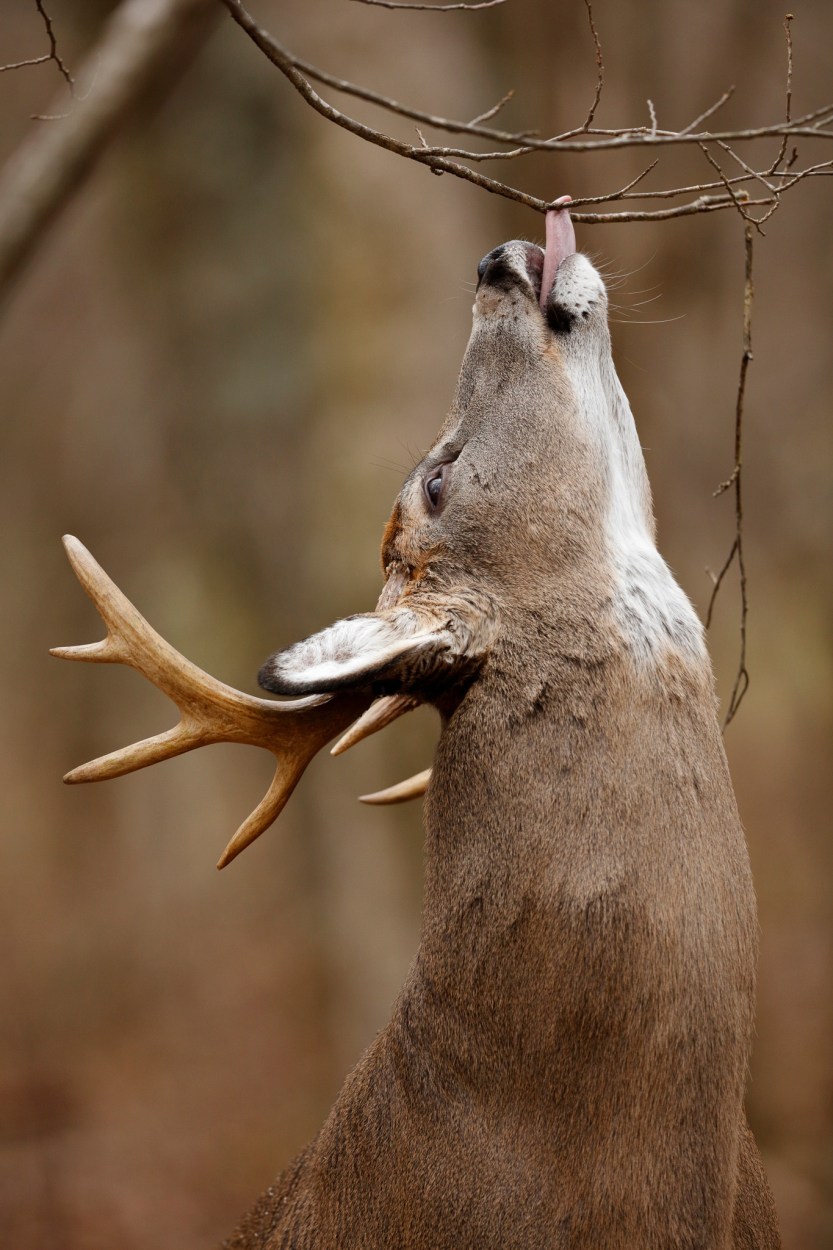 The Truth About Rope Scrapes, an Effective Whitetail Tactic
