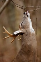 The Truth About Rope Scrapes, an Effective Whitetail Tactic