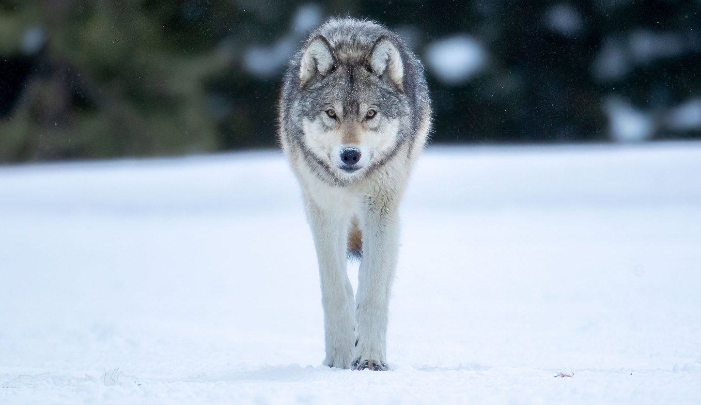 Retired Game Warden Claims Self Defense in Wolf Shooting | Outdoor Life