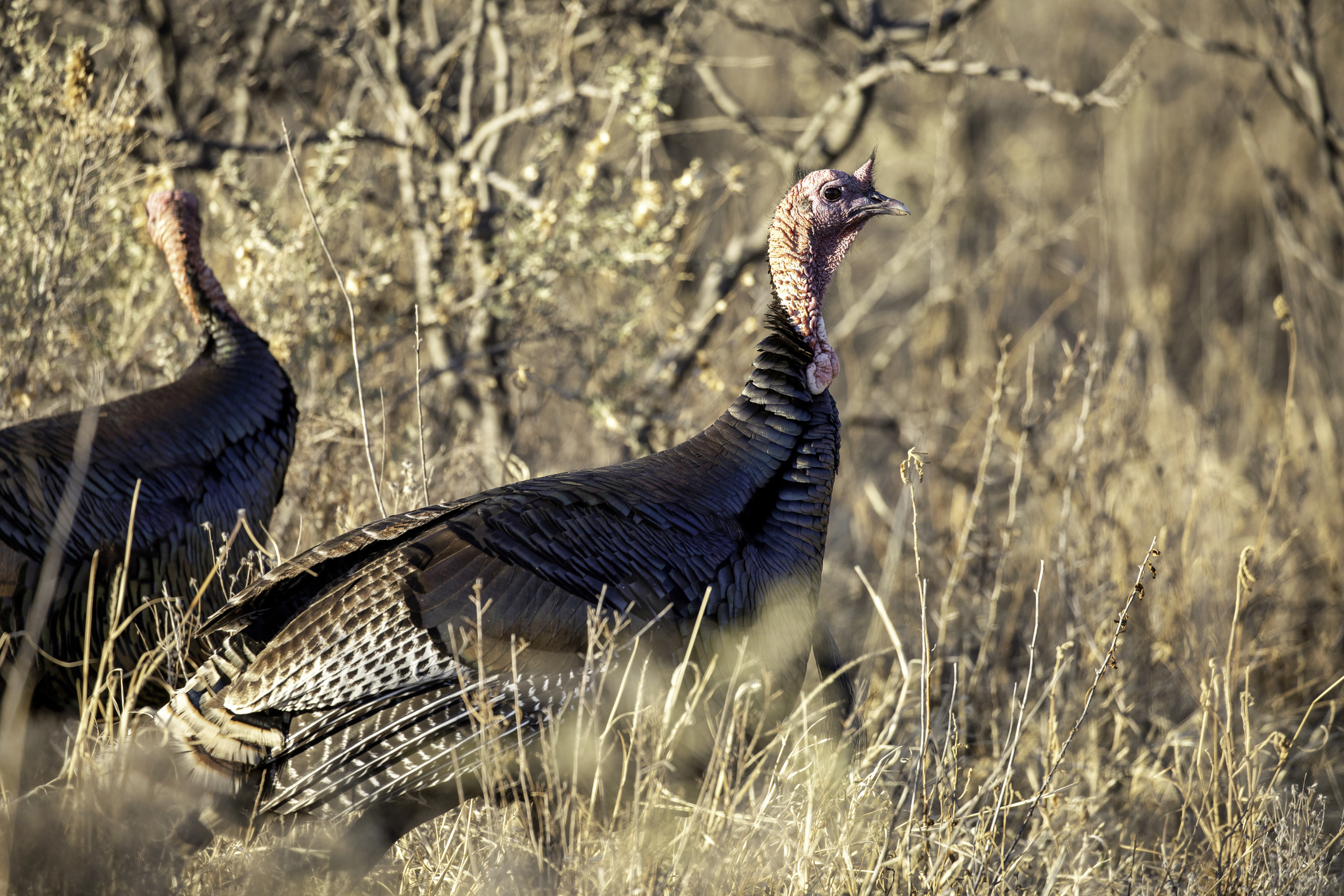 Gobbler Getters in Every Gauge | Outdoor Life