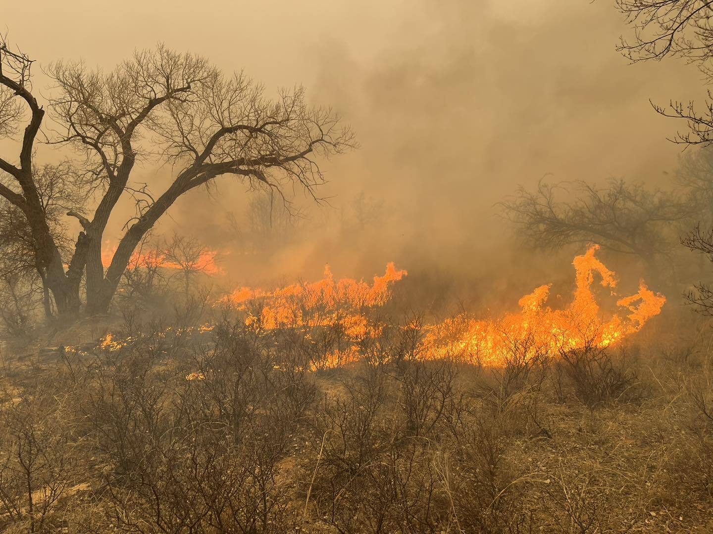 The Texas Fires Will Help Quail Someday. Right Now It’s Killing Them