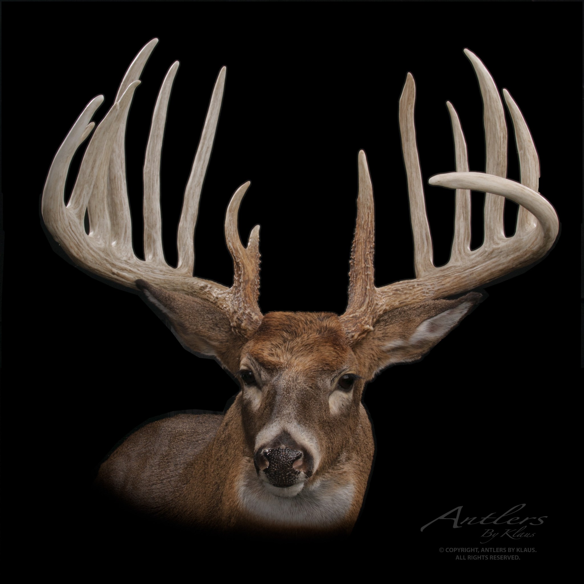 The Biggest Whitetail Sheds Ever Found | Outdoor Life