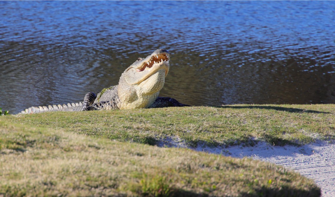 Gator Bites Off Fisherman's Hand on a Florida Golf Course | Outdoor Life