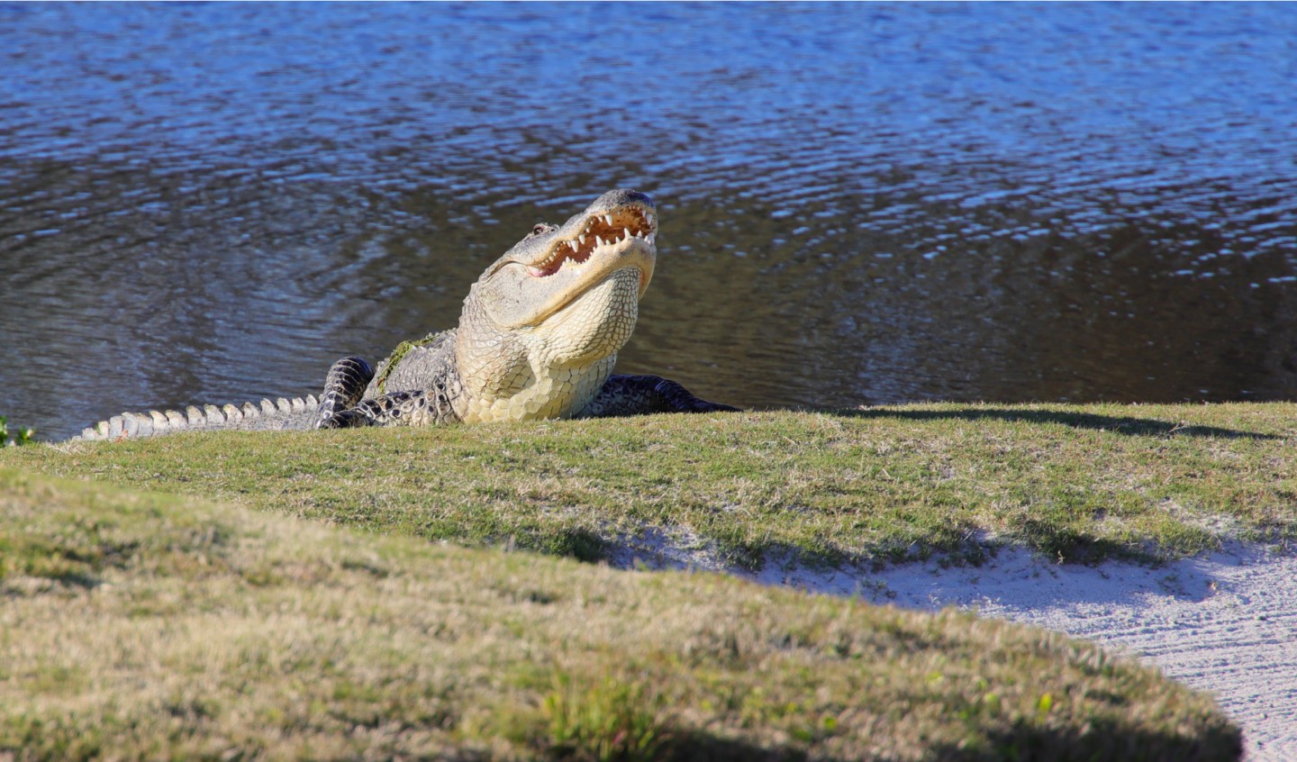 Gator Bites Off Fisherman's Hand on a Florida Golf Course | Outdoor Life