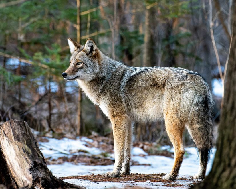 Gray Wolves in Nebraska? A Genetic Test Reveals One Was Taken By a ...