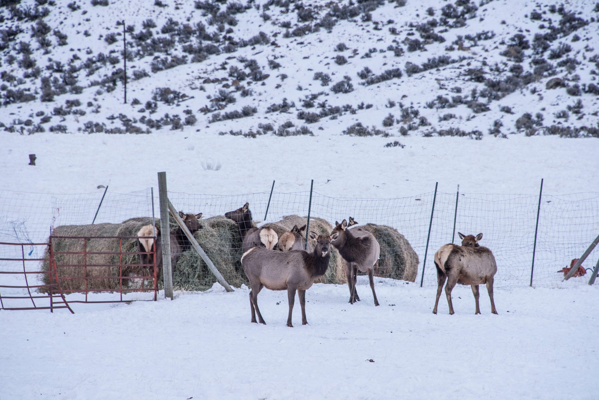 States Want to Issue Transferrable Big-Game Tags. Hunters Want to Stop Them