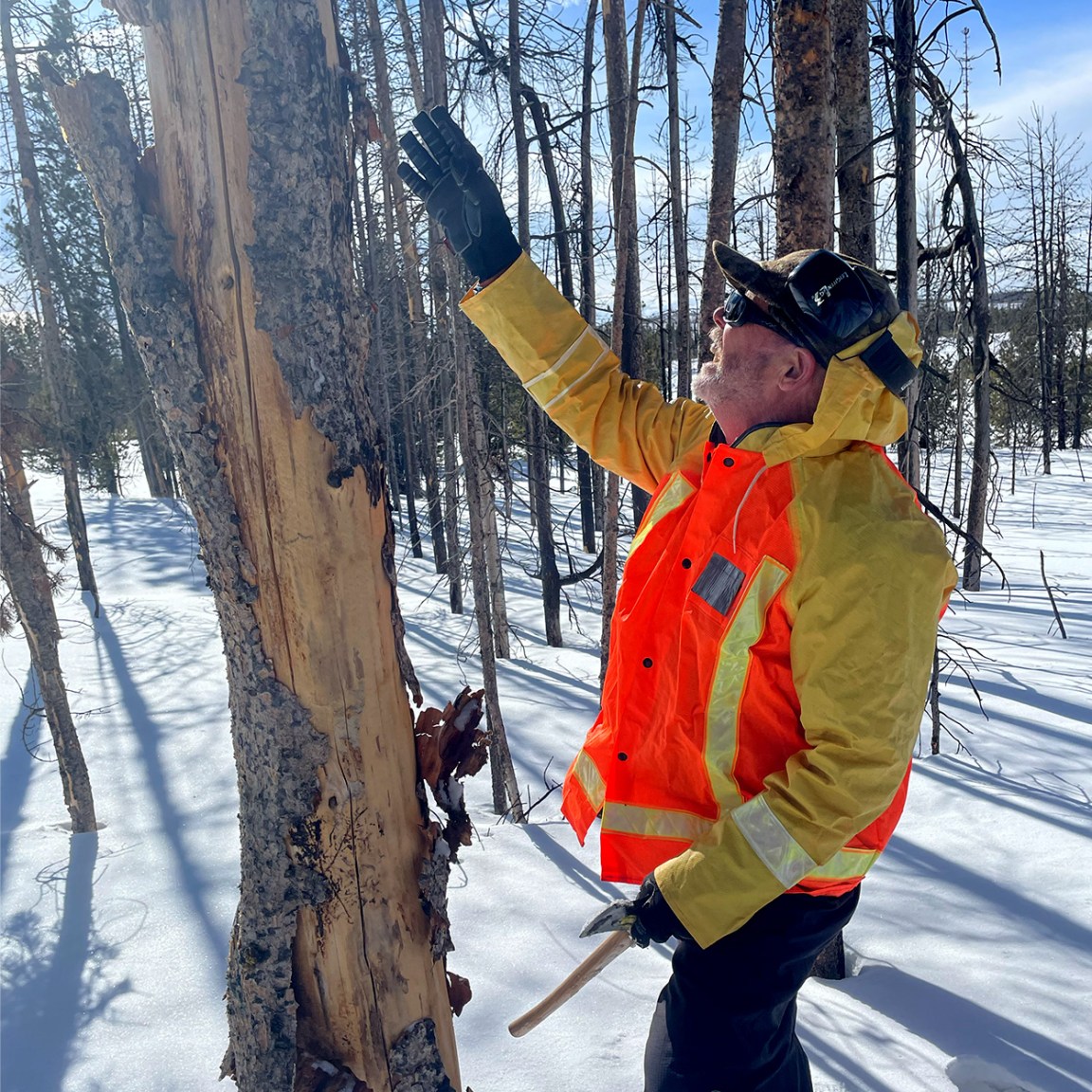 How to Fell a Tree | Outdoor Life