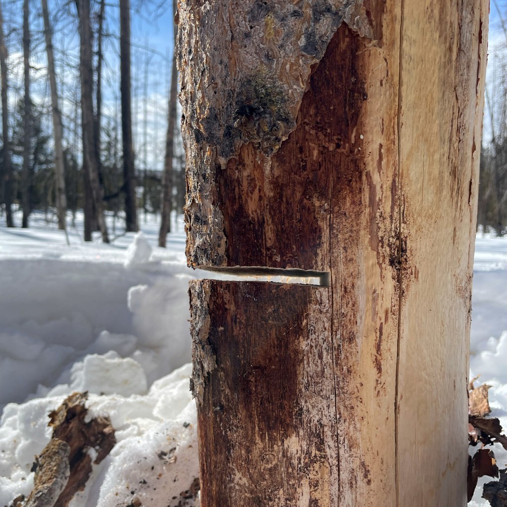 How to Fell a Tree | Outdoor Life