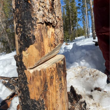 How to Fell a Tree | Outdoor Life