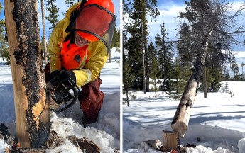 How to Fell a Tree | Outdoor Life
