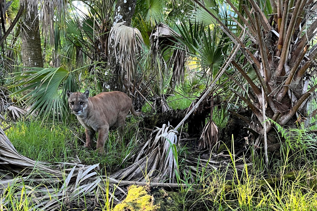 Watch: Turkey Hunter Calls in Florida Panther to 10 Yards