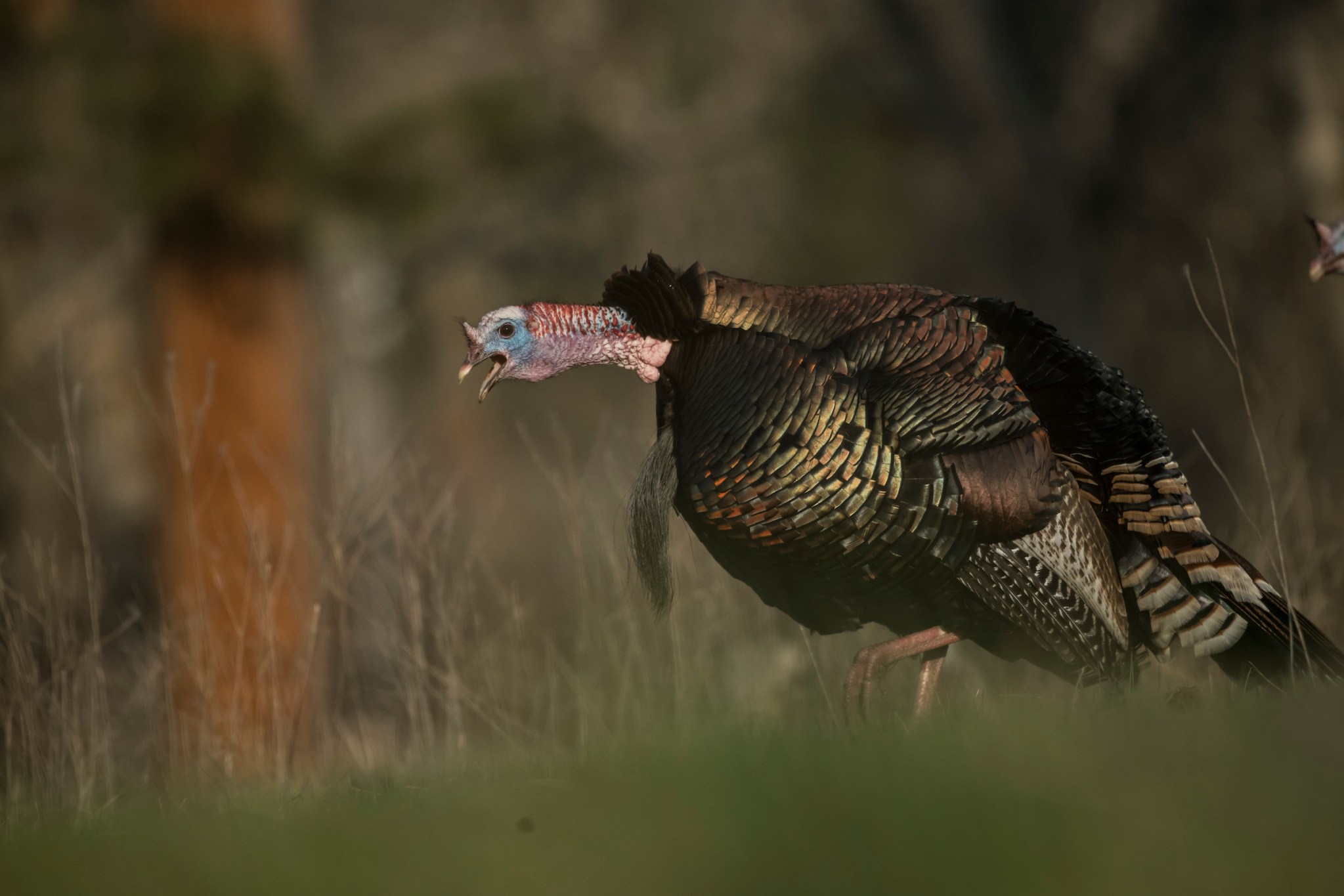 Turkey Sounds: The Ultimate Guide to Wild Turkey Vocalizations ...