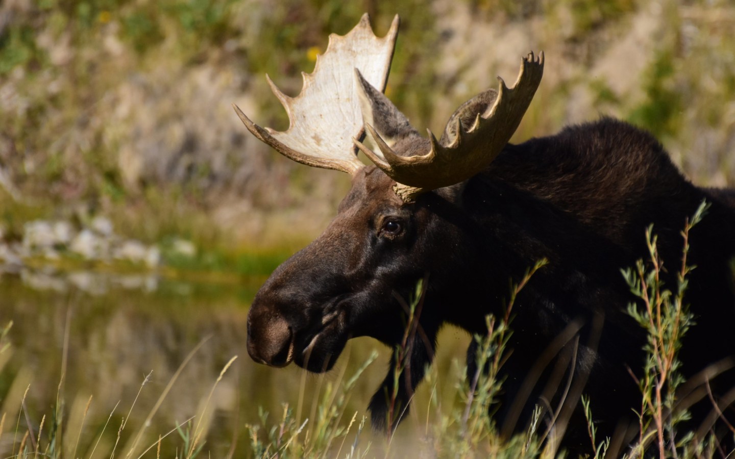 Nevada's First-Ever Moose Season Excites Hunters | Outdoor Life