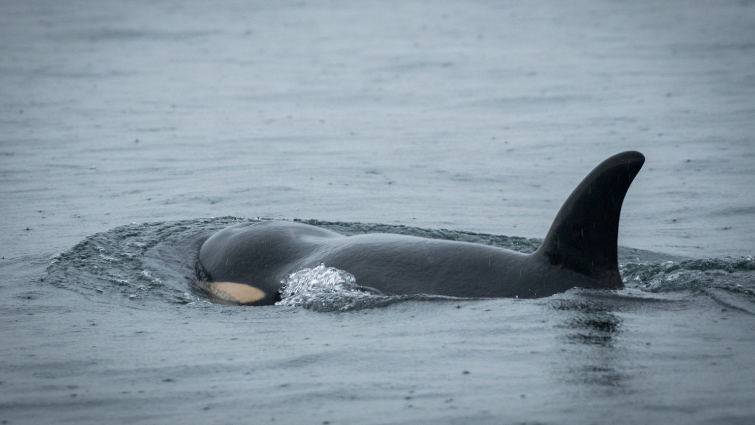 Watch: Orca Kills and Eats Great White Shark on Its Own, Stunning ...