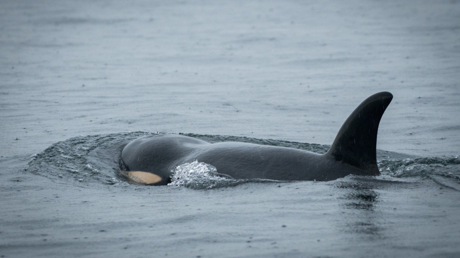 Watch: Orca Kills and Eats Great White Shark on Its Own, Stunning ...