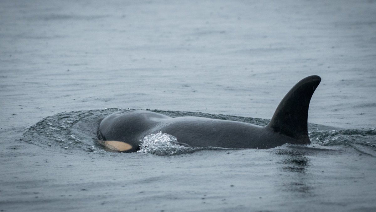 Watch: Orca Kills and Eats Great White Shark on Its Own, Stunning ...