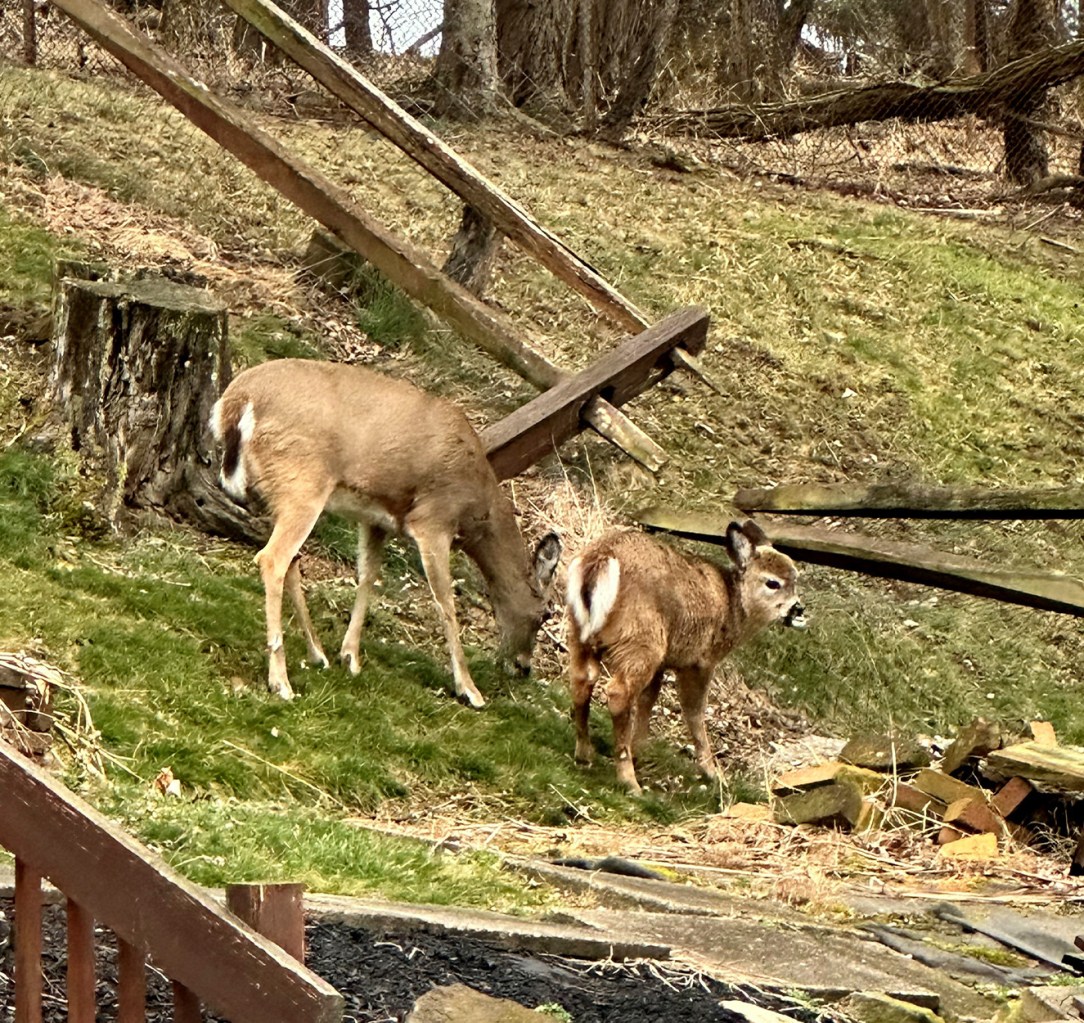 Man Photographs Mutant Miniature Deer in His Backyard