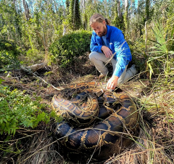 Python Researchers Remove Record 500 Pounds of Snakes in One Day