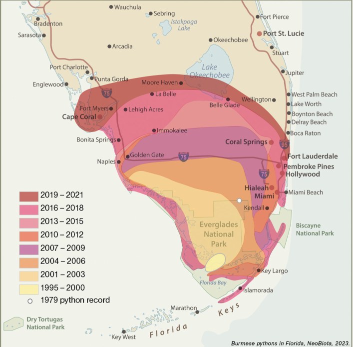 Python Researchers Remove Record 500 Pounds of Snakes in One Day