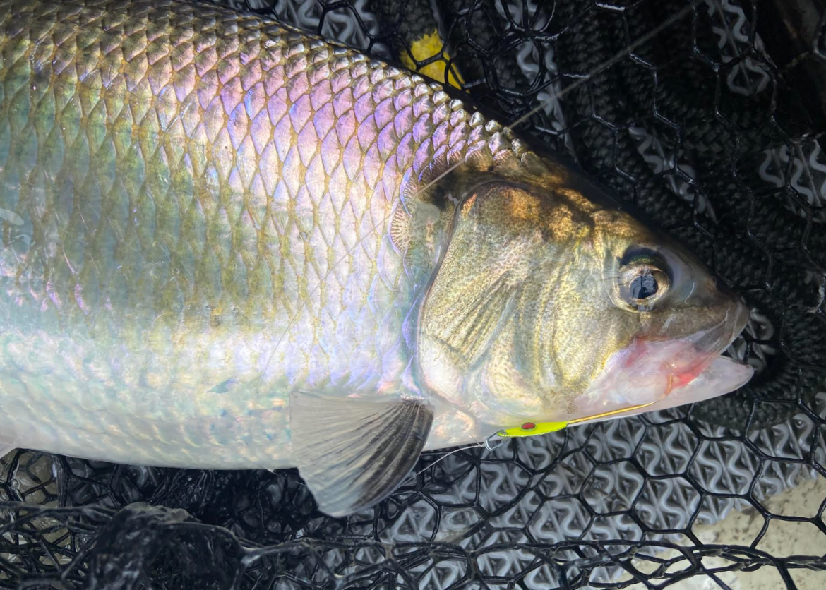 How to Catch Shad, a Beginner’s Guide | Outdoor Life