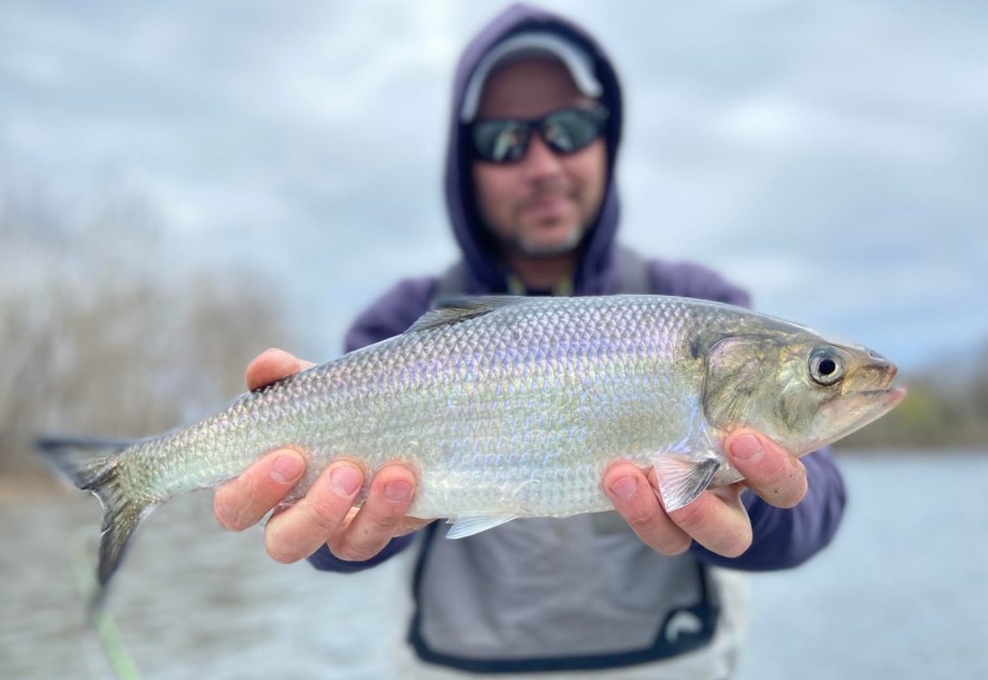 How to Catch Shad, a Beginner’s Guide | Outdoor Life