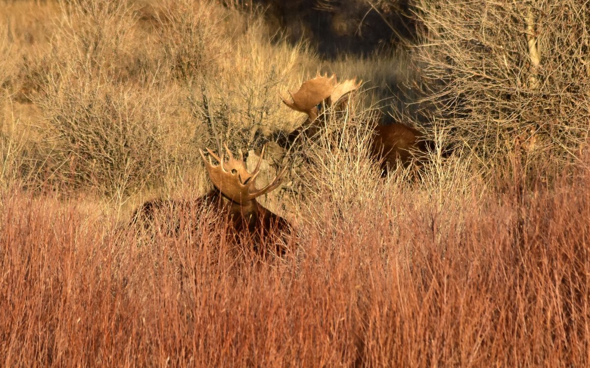 Nevada's First-Ever Moose Season Excites Hunters | Outdoor Life