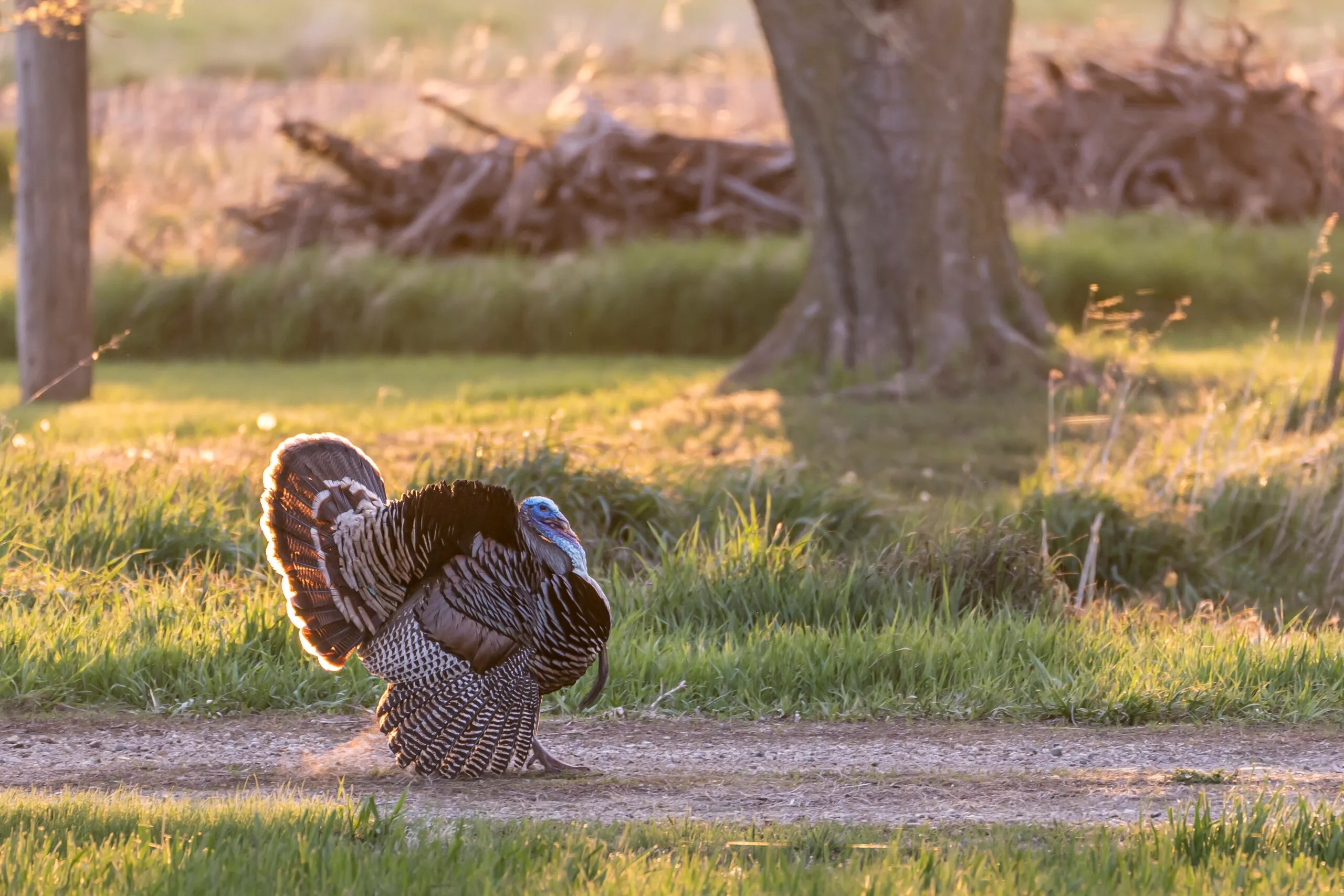 Spring Gobblers Are Dumb, from the Archives | Outdoor Life