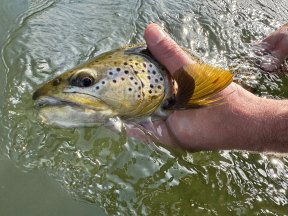 Trout Fishing Tips: How to Catch Trout | Outdoor Life