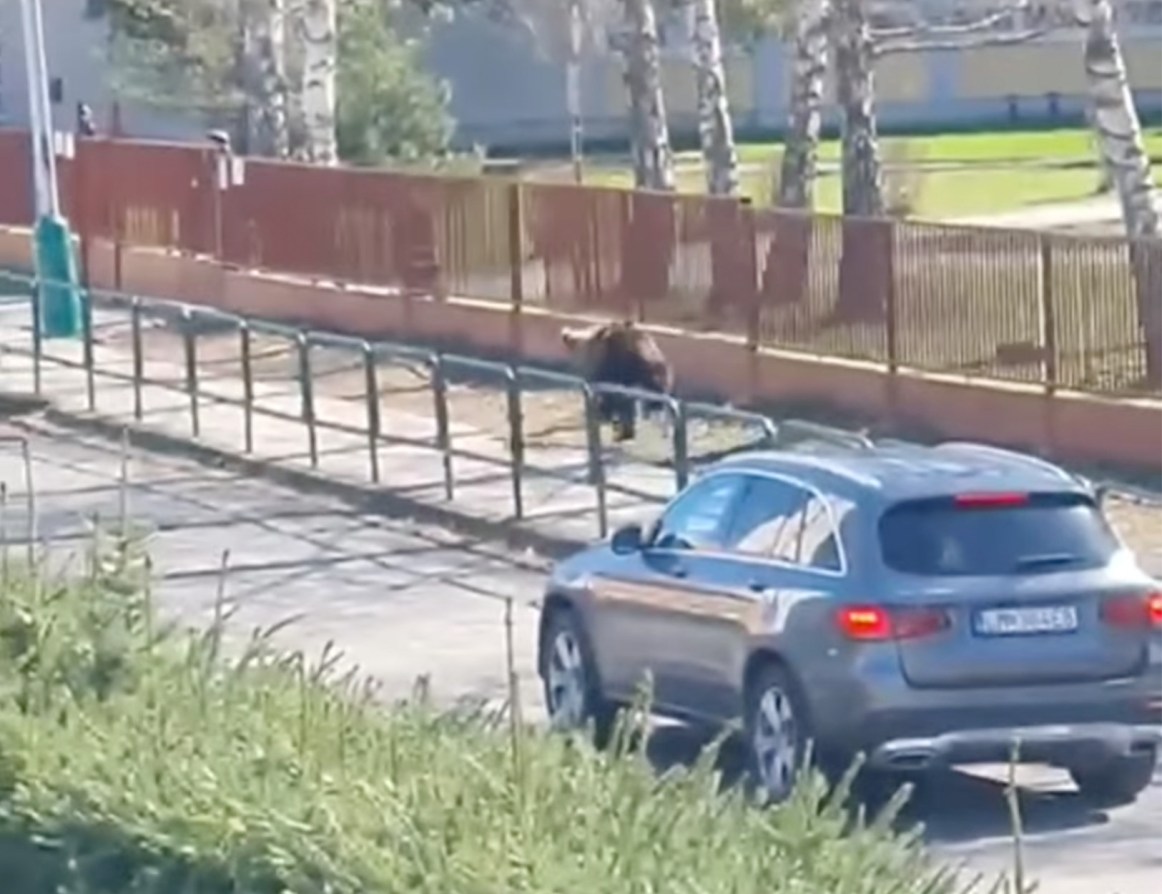 Watch: Brown Bear 'Successfully Shot Down' After Terrorizing Slovak ...
