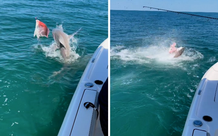 Watch: Fishermen Witness Shark Feeding Frenzy off Florida Coast ...