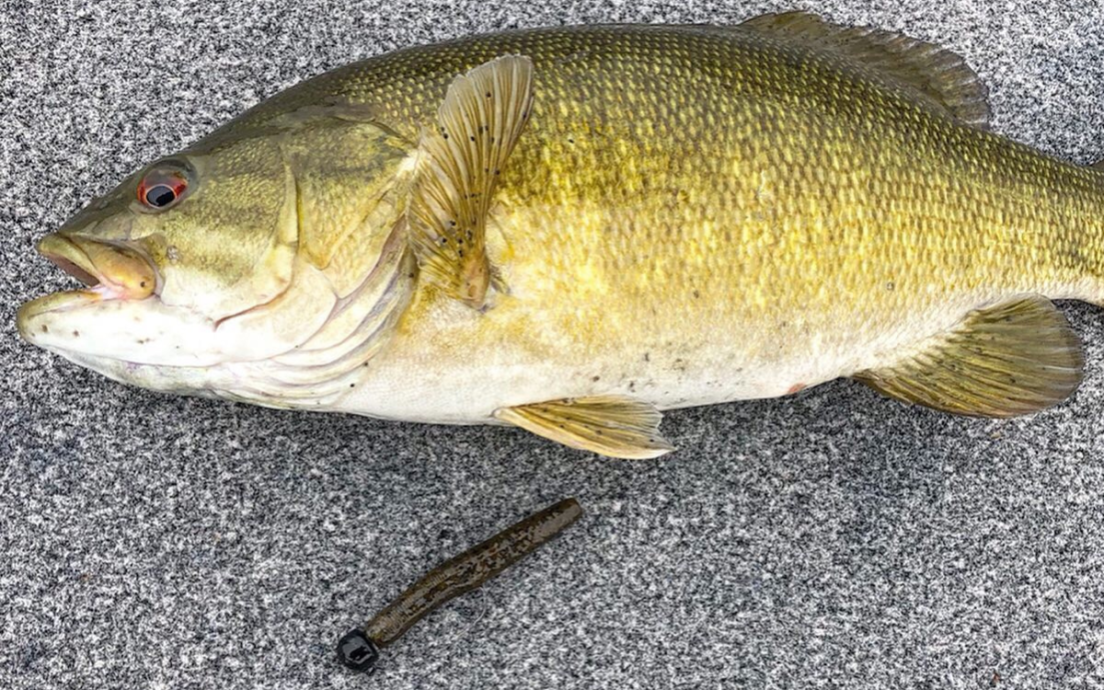 The Ned Rig: A Complete Guide to Baits, Gear, and How to Fish It