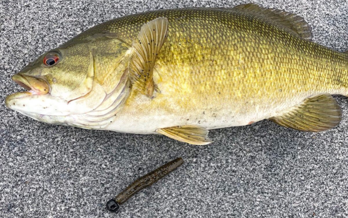 The Ned Rig: A Complete Guide to Baits, Gear, and How to Fish It