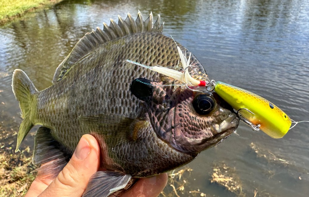 How to Fish a Popper | Outdoor Life