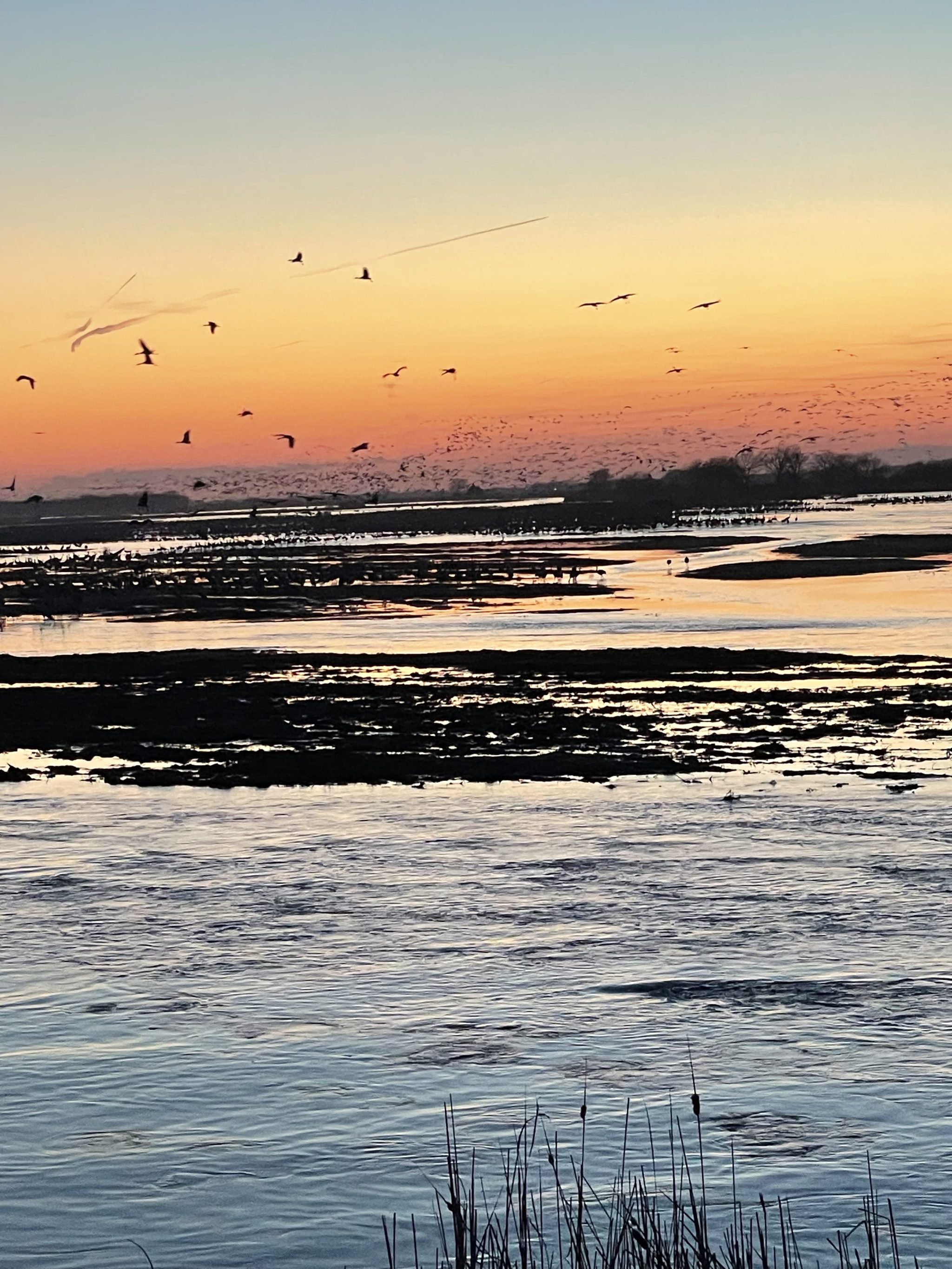 The 7 Best Binoculars for Bird Watching, Tested and Reviewed