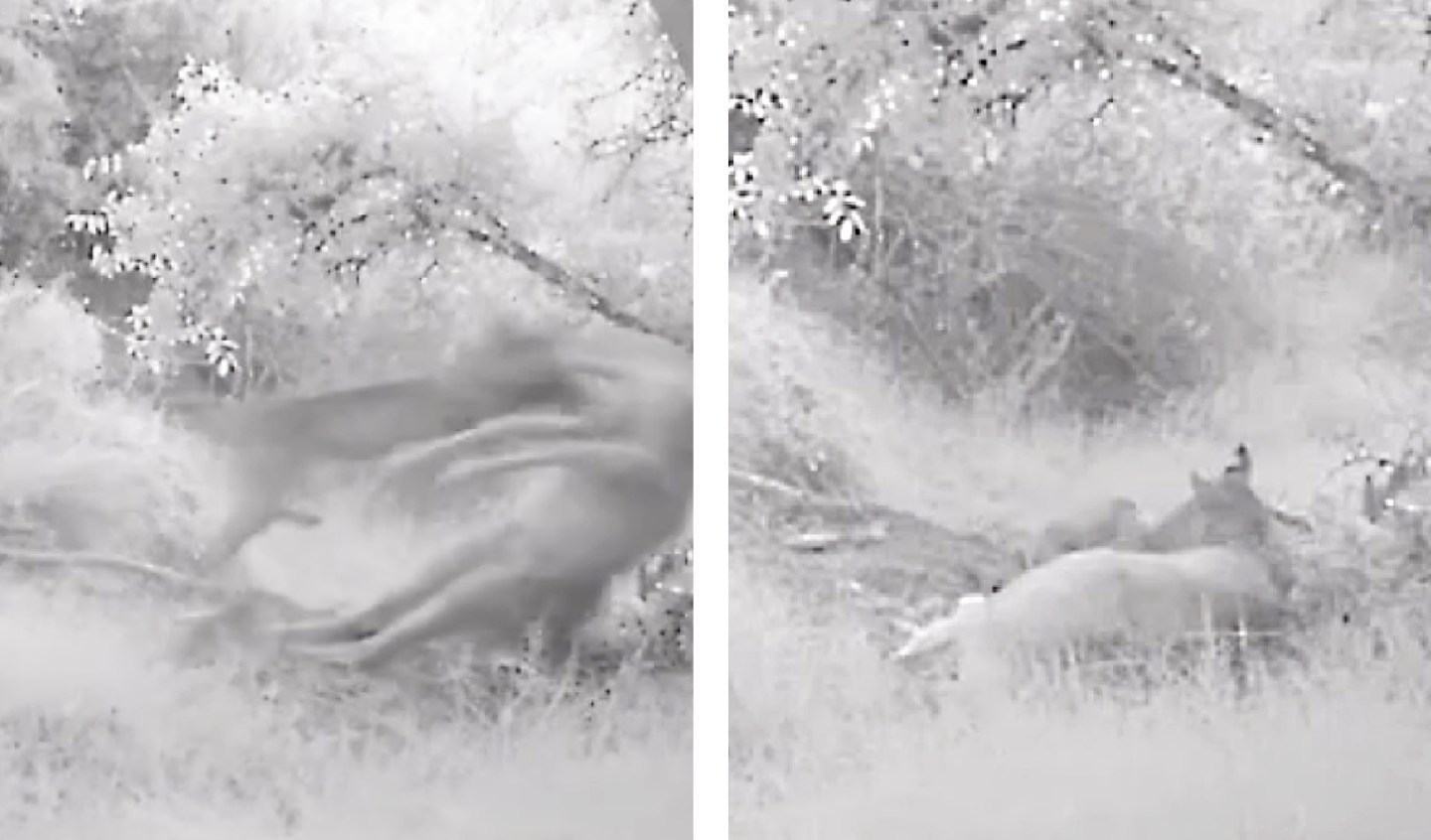 Watch: Bobcat Takes Down Adult Mule Deer on Trail Camera | Outdoor Life