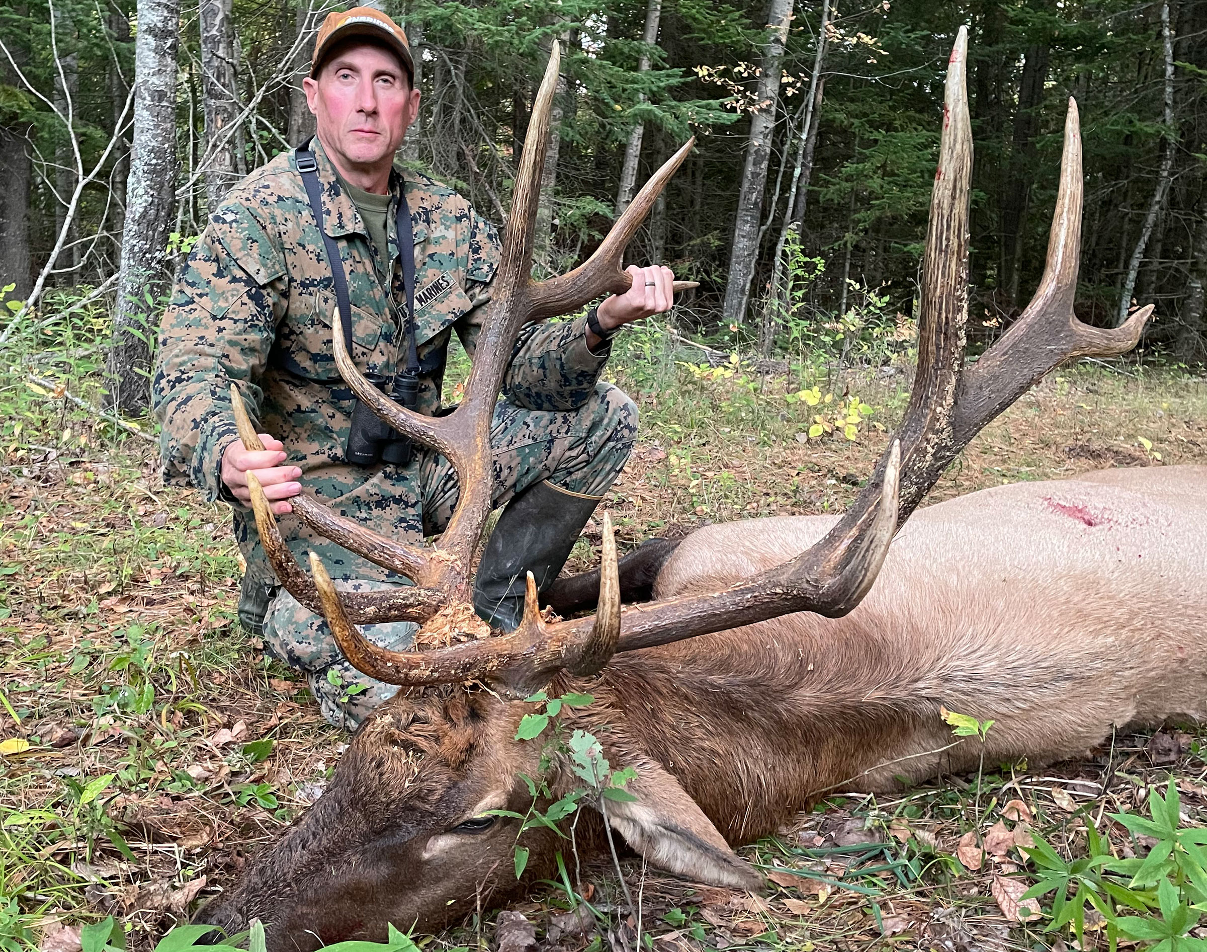Tales from the North: When a Giant Bull Elk Escaped from a Wisconsin ...