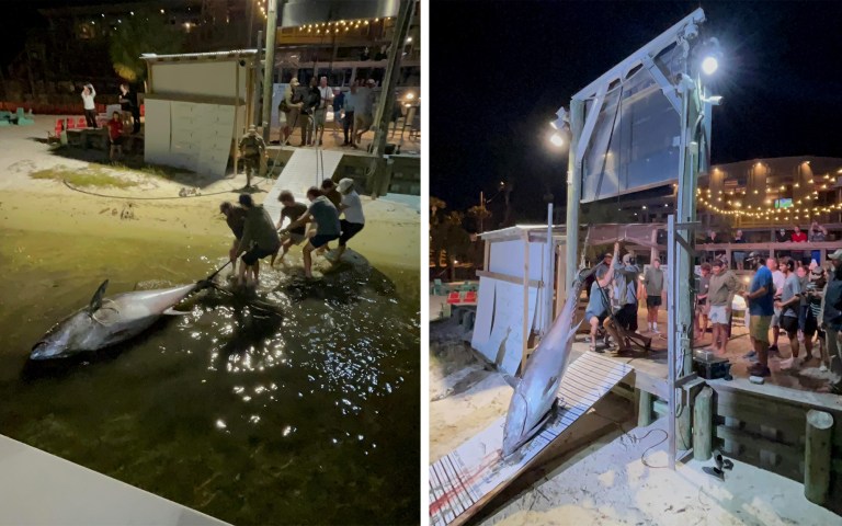 Giant, 888-Pound Tuna Is the Largest Ever Caught off Florida Coast ...