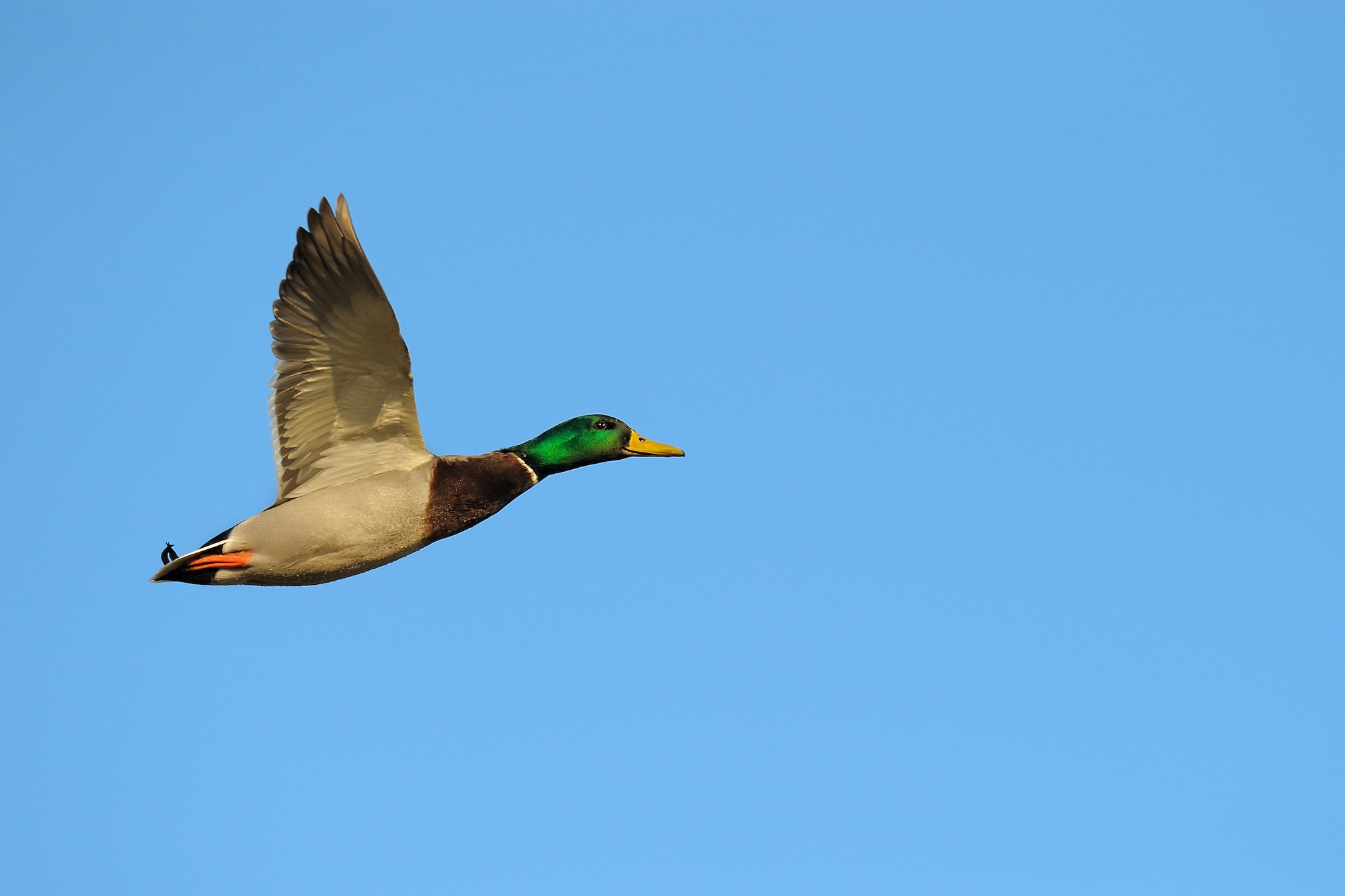Migrating Mallard Clocked Flying at 103 MPH, Breaking Recent Speed Record