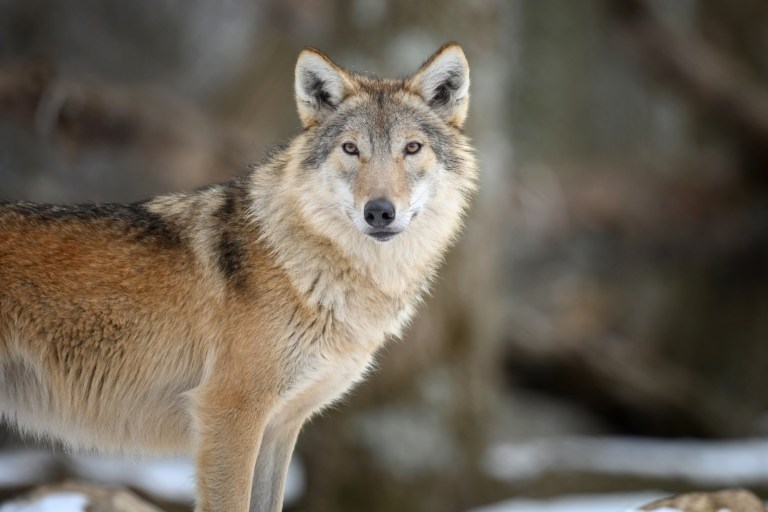 California's Third New Wolf Pack This Year Discovered in the Sierra Valley