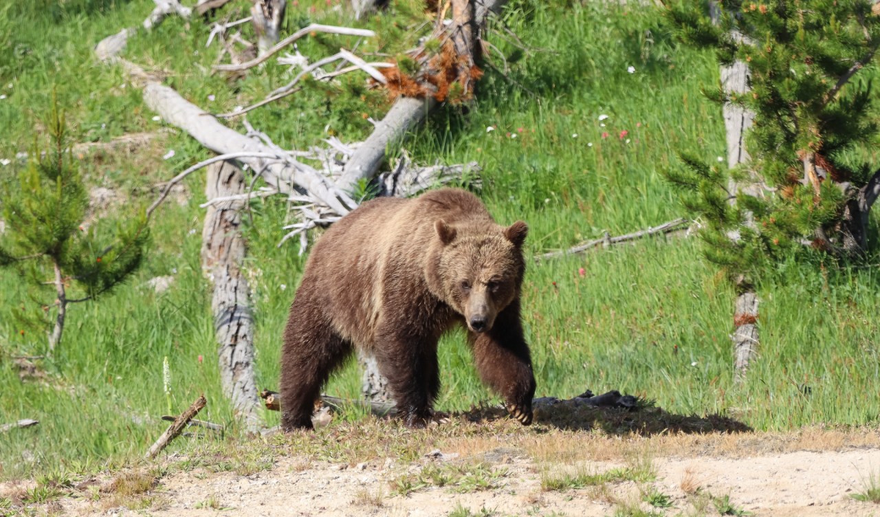 First Grizzly Bear in Bighorn Mountains in a Century Euthanized for ...