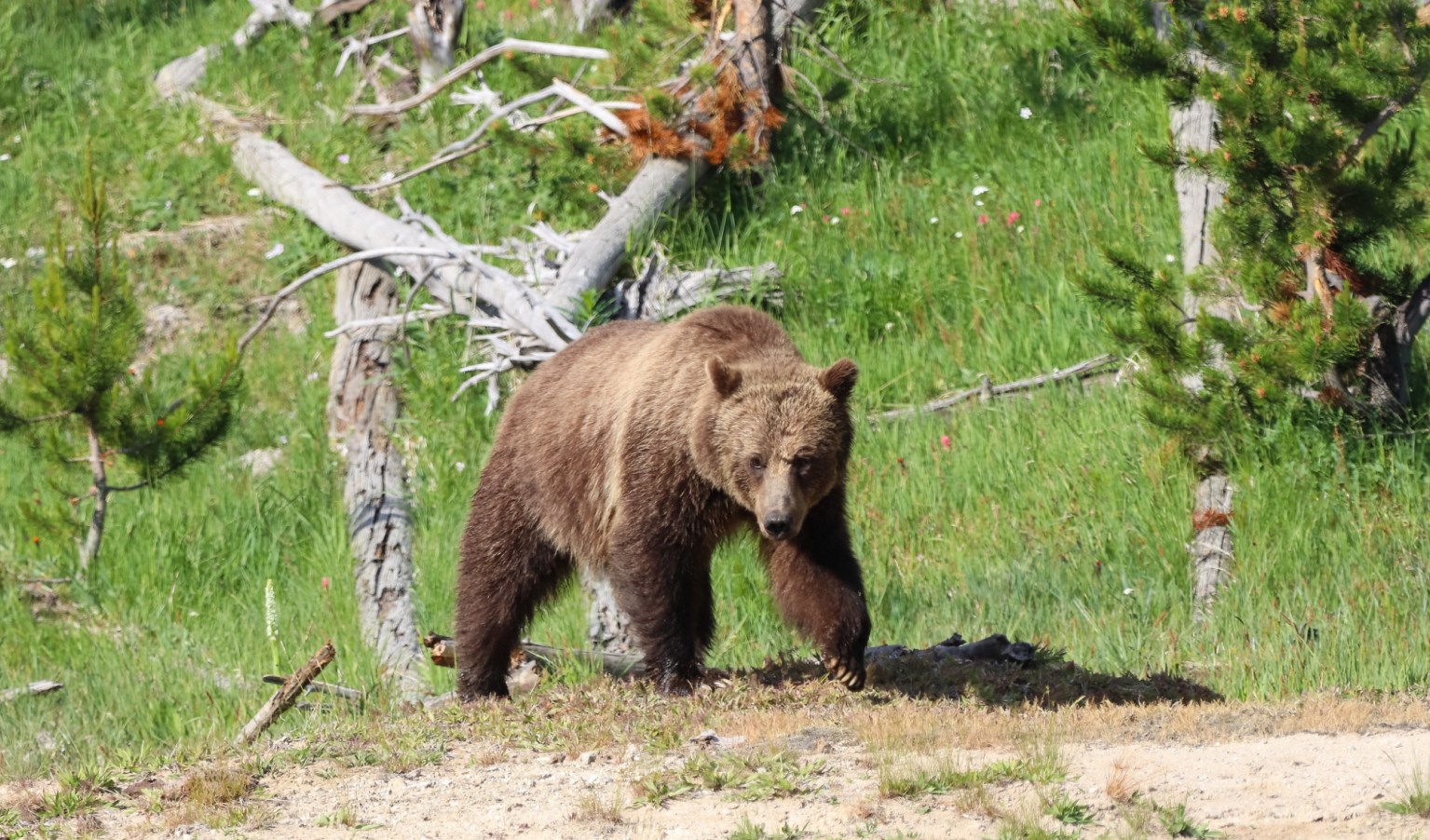 First Grizzly Bear in Bighorn Mountains in a Century Euthanized for ...