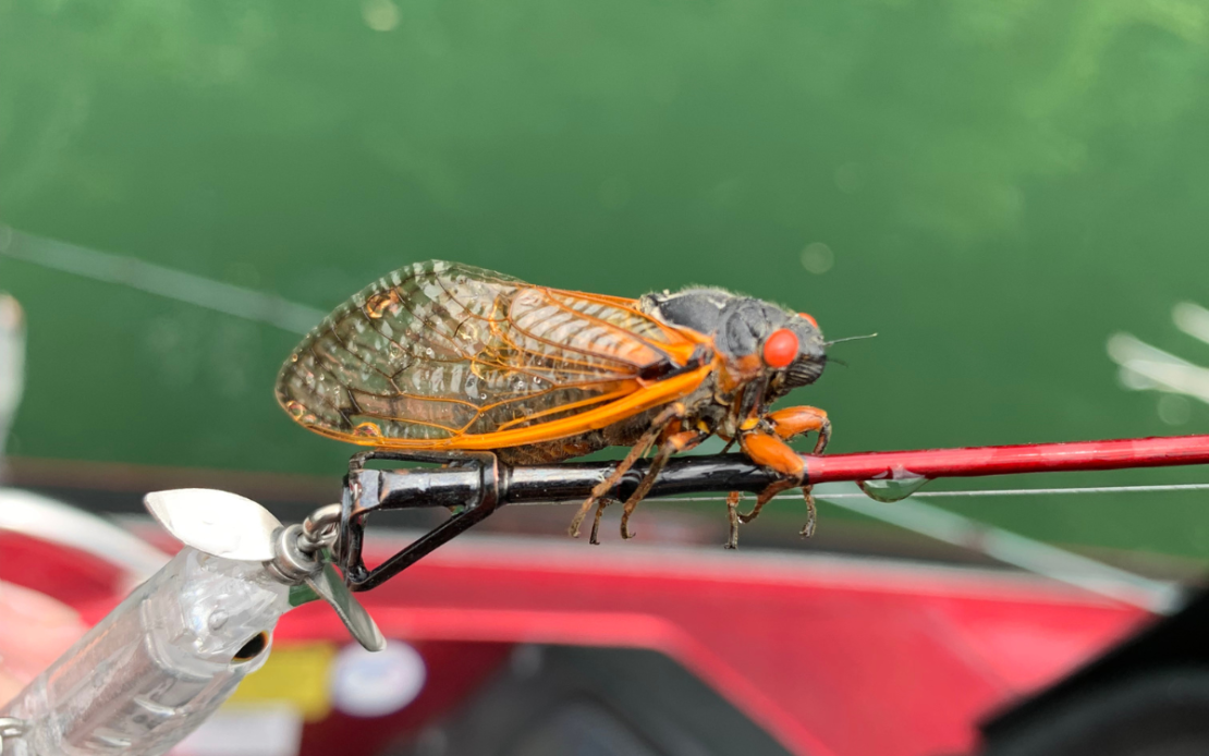 How to Fish a Popper | Outdoor Life