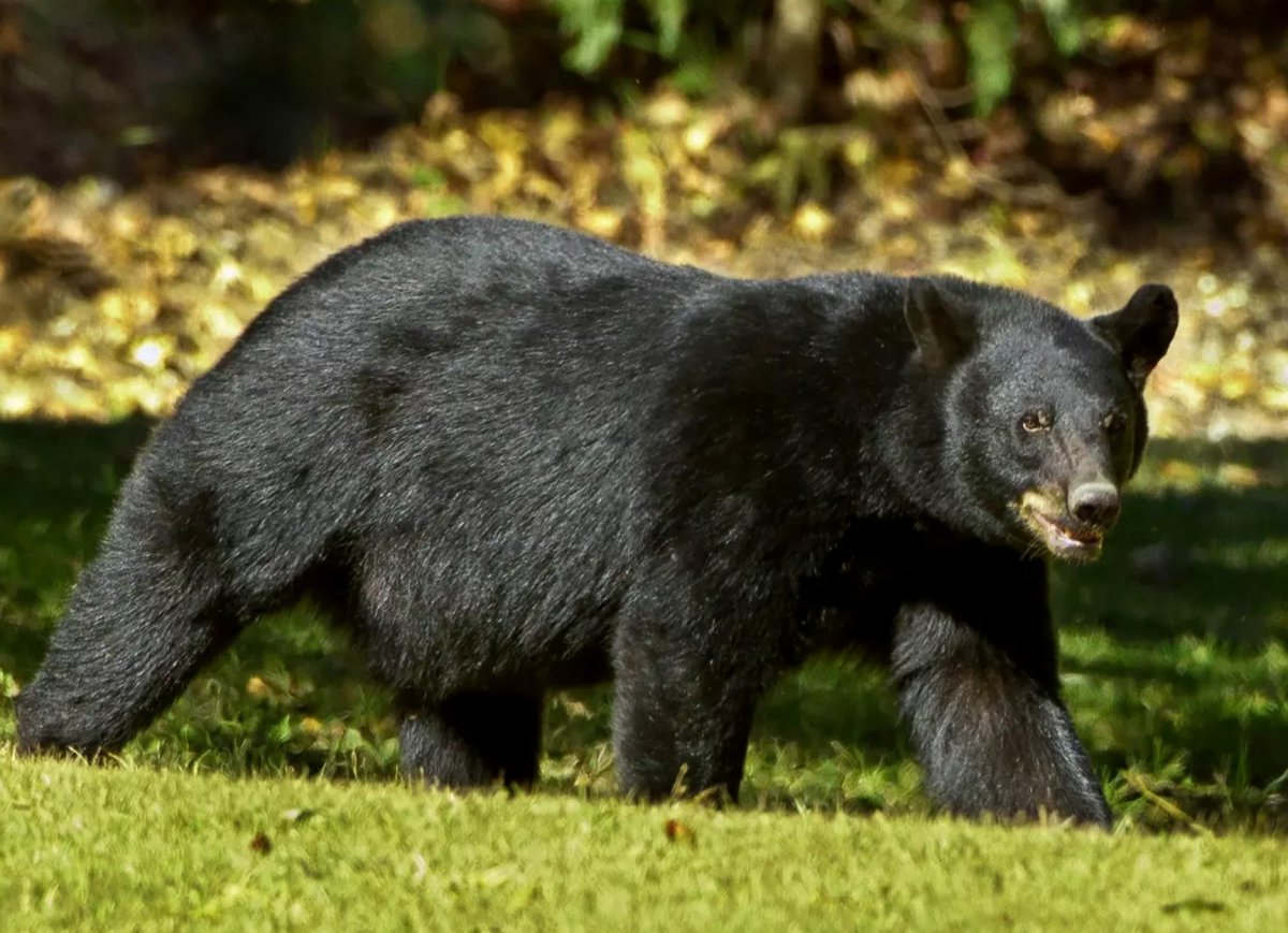 Louisiana Establishes Its First Black Bear Hunting Season Since 1987 ...