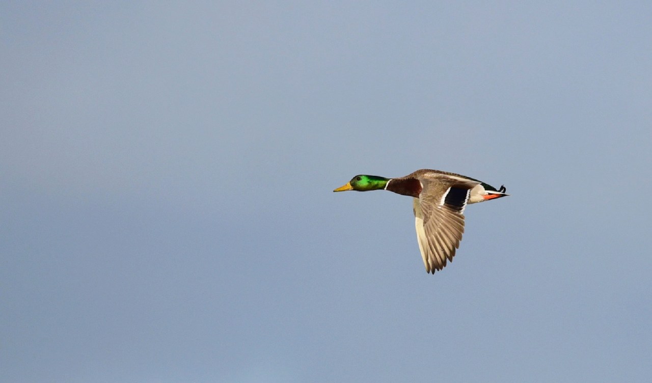 Waterfowl Hunting | Page 1 of 6 | Outdoor Life